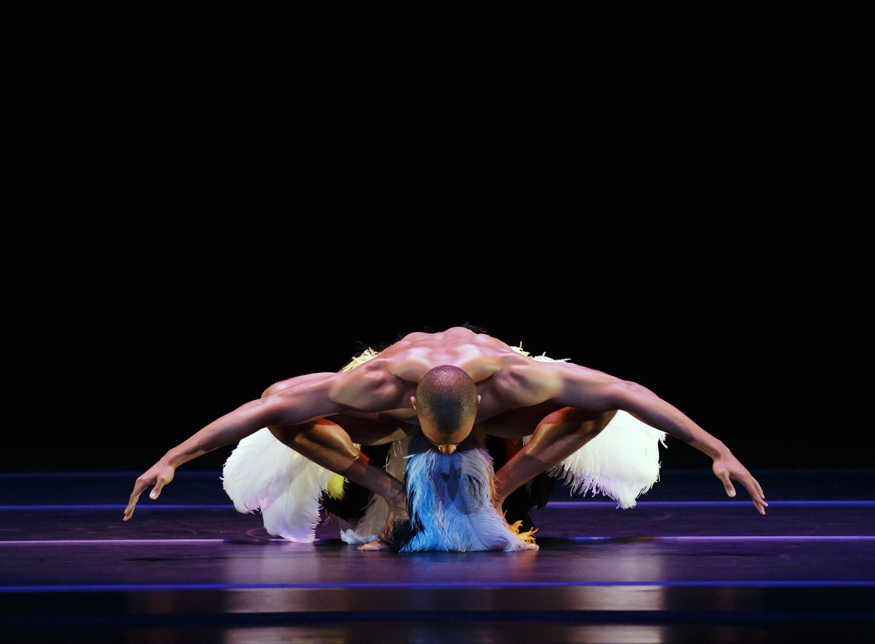 Awassa Astrige-Ostrich | Alvin Ailey